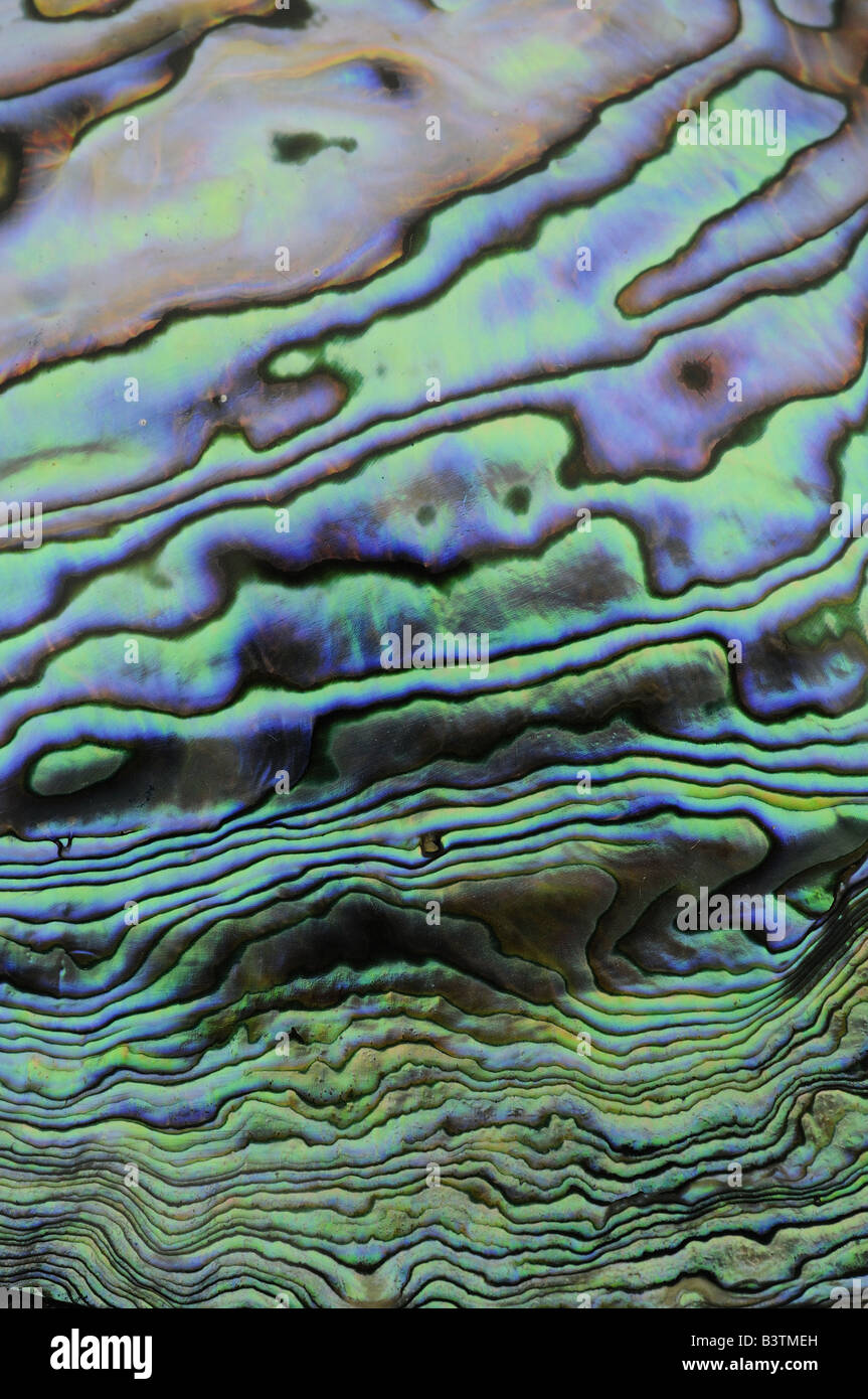 Paua shell Haliotis iris species of Abalone native to New Zealand Stock Photo - Alamy