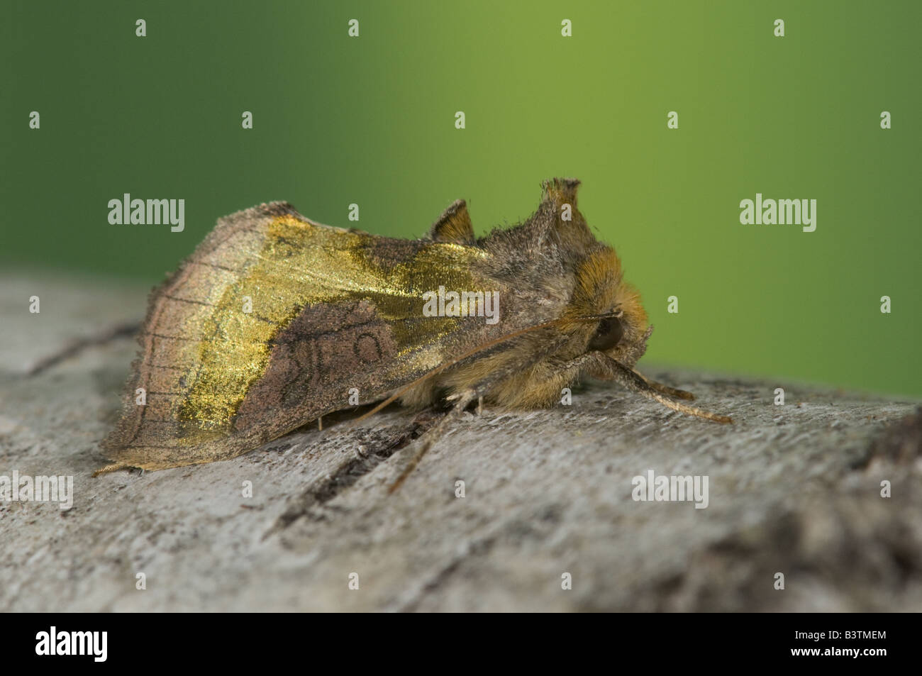 Burnished Brass Moth Diachrysia chrysitis resting on Silver Birch tree ...