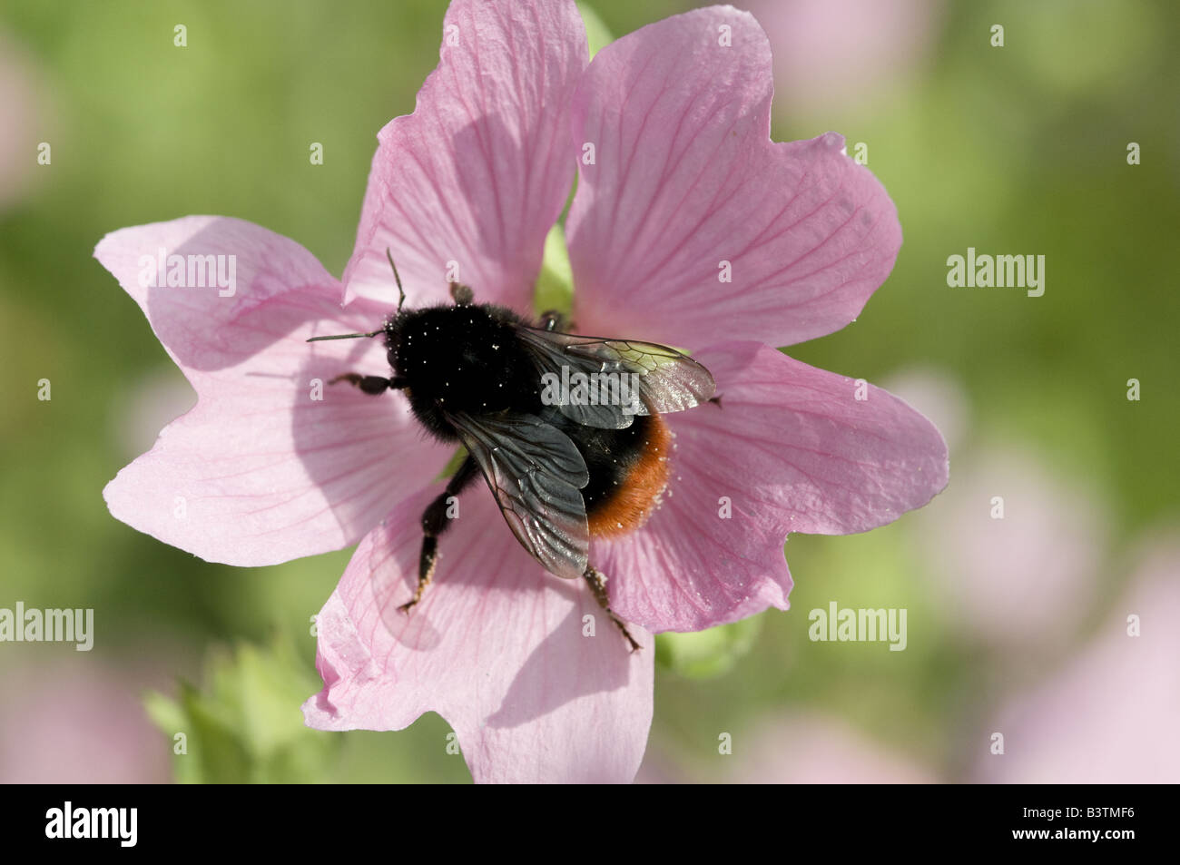 Red Tailed Bumble Bee Stock Photos & Red Tailed Bumble Bee Stock Images ...