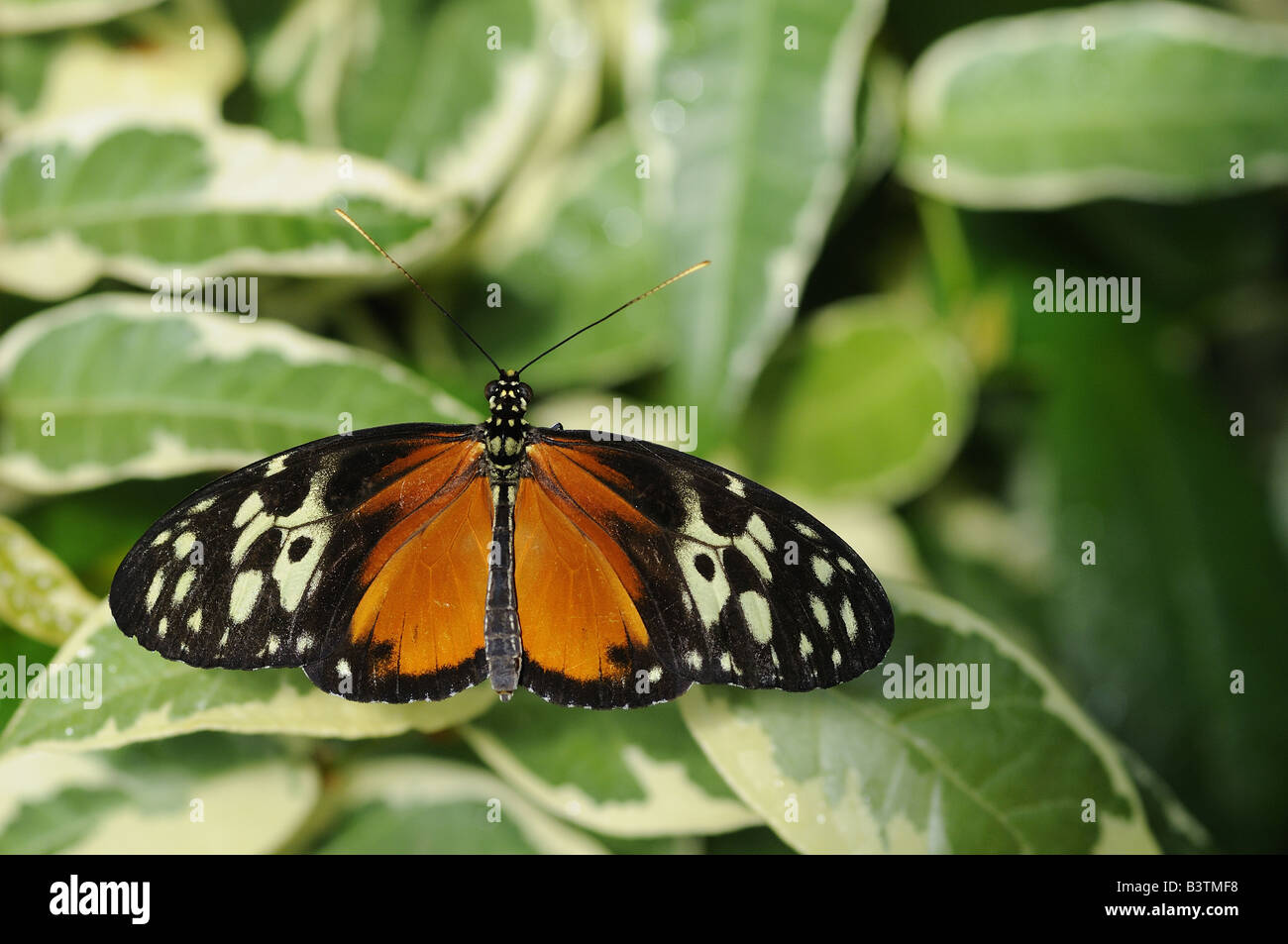 Golden Helicon Butterfly Heliconius hecale native of South America ...