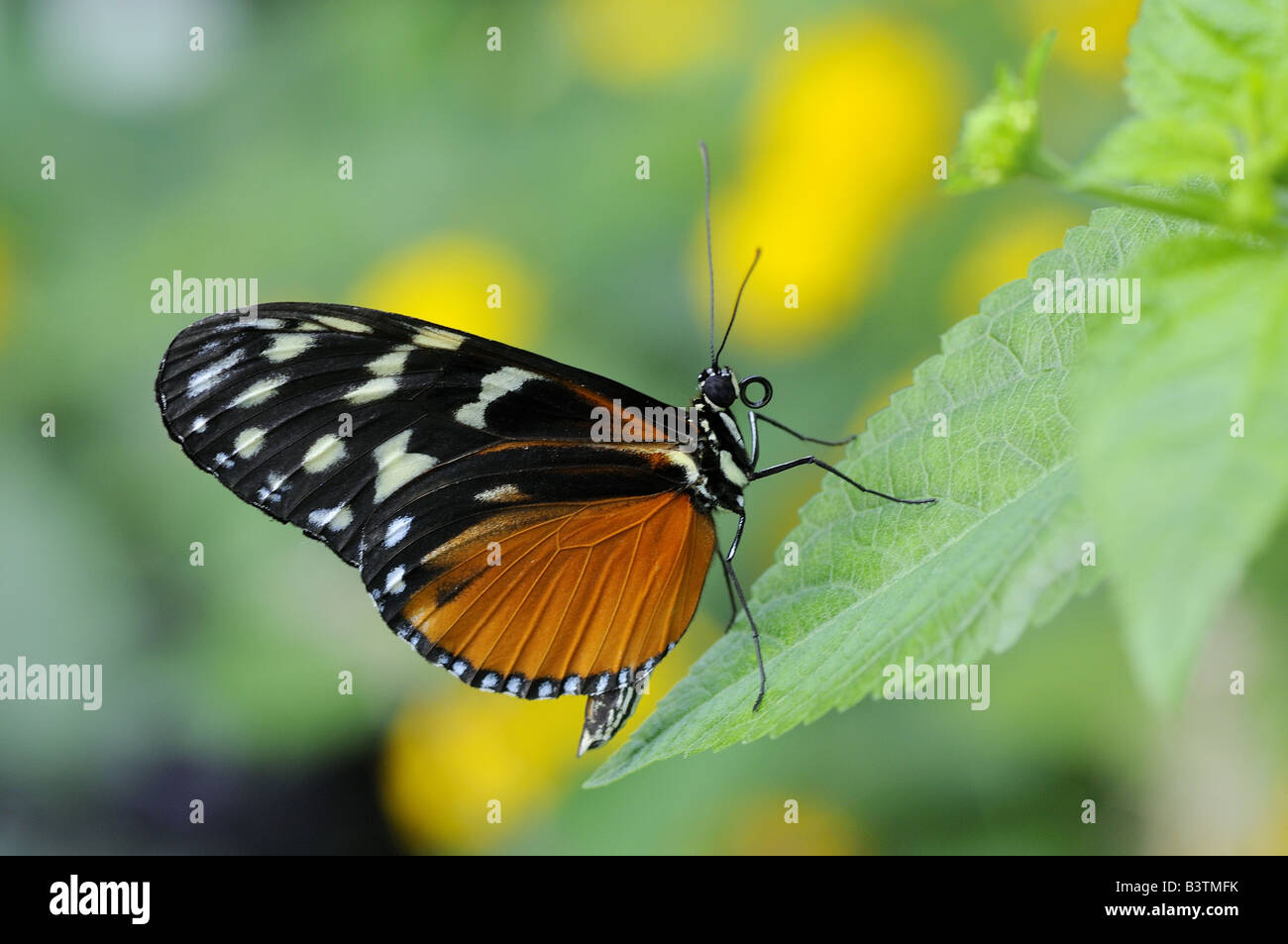 Golden Helicon Butterfly Heliconius hecale native to South America ...
