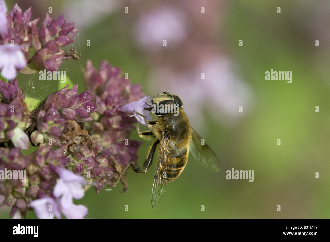 True Fly Order Diptera feeding on Marjoram flower Oxfordshire UK Stock ...