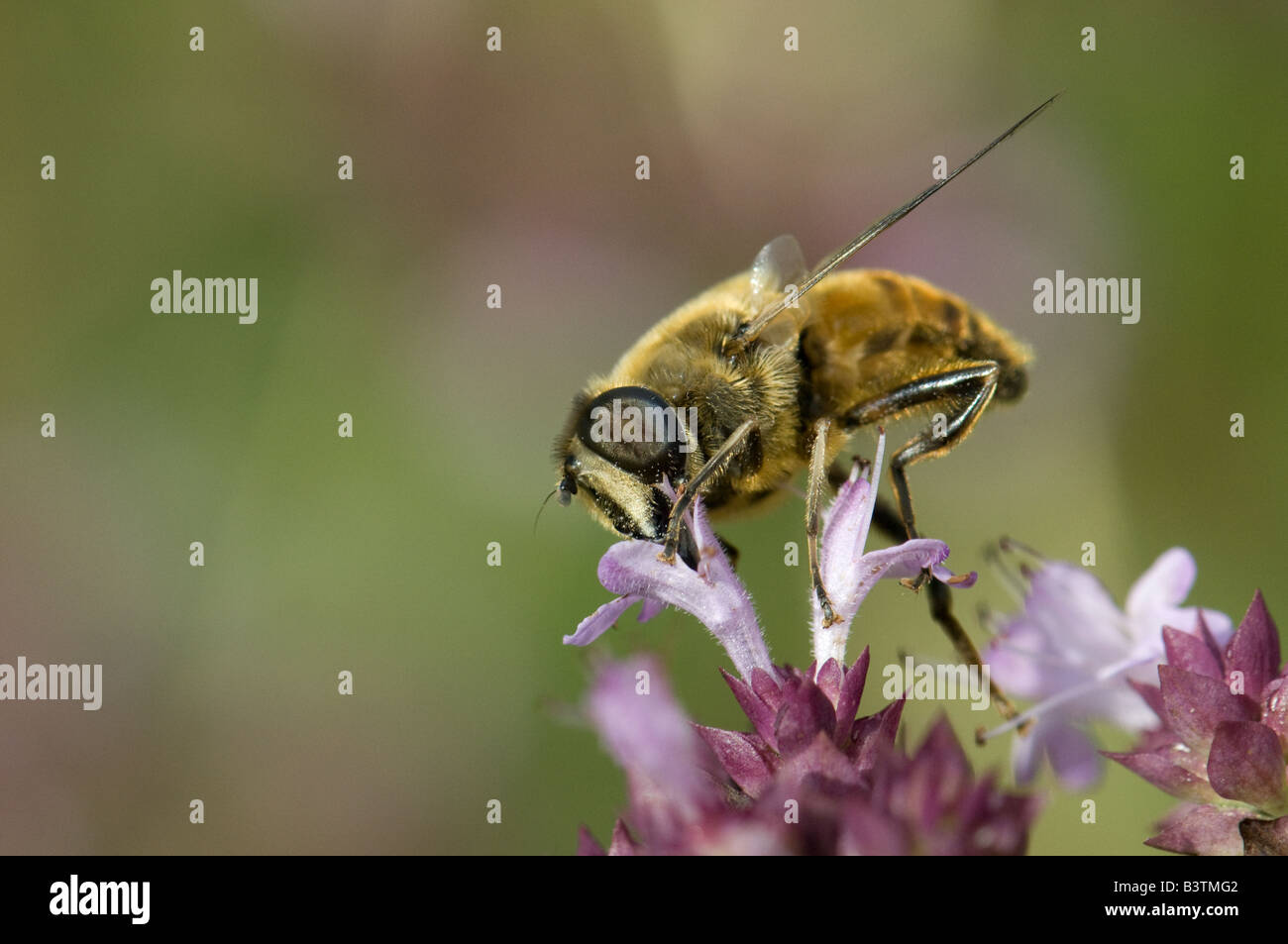 True Fly Order Diptera feeding on Marjoram flower Oxfordshire UK Stock ...