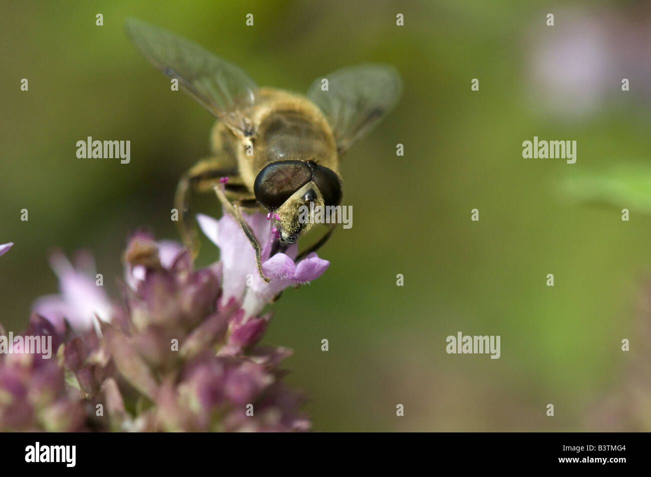 True Fly Order Diptera feeding on Marjoram flower Oxfordshire UK Stock ...