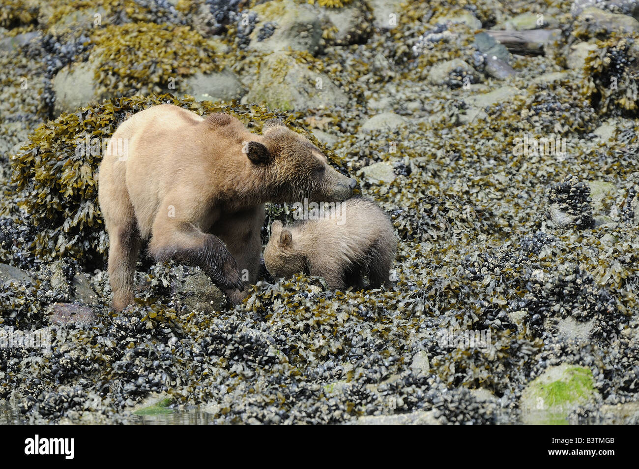 Grizzly or Brown Bear Ursus arctos mother and cub foraging for food ...