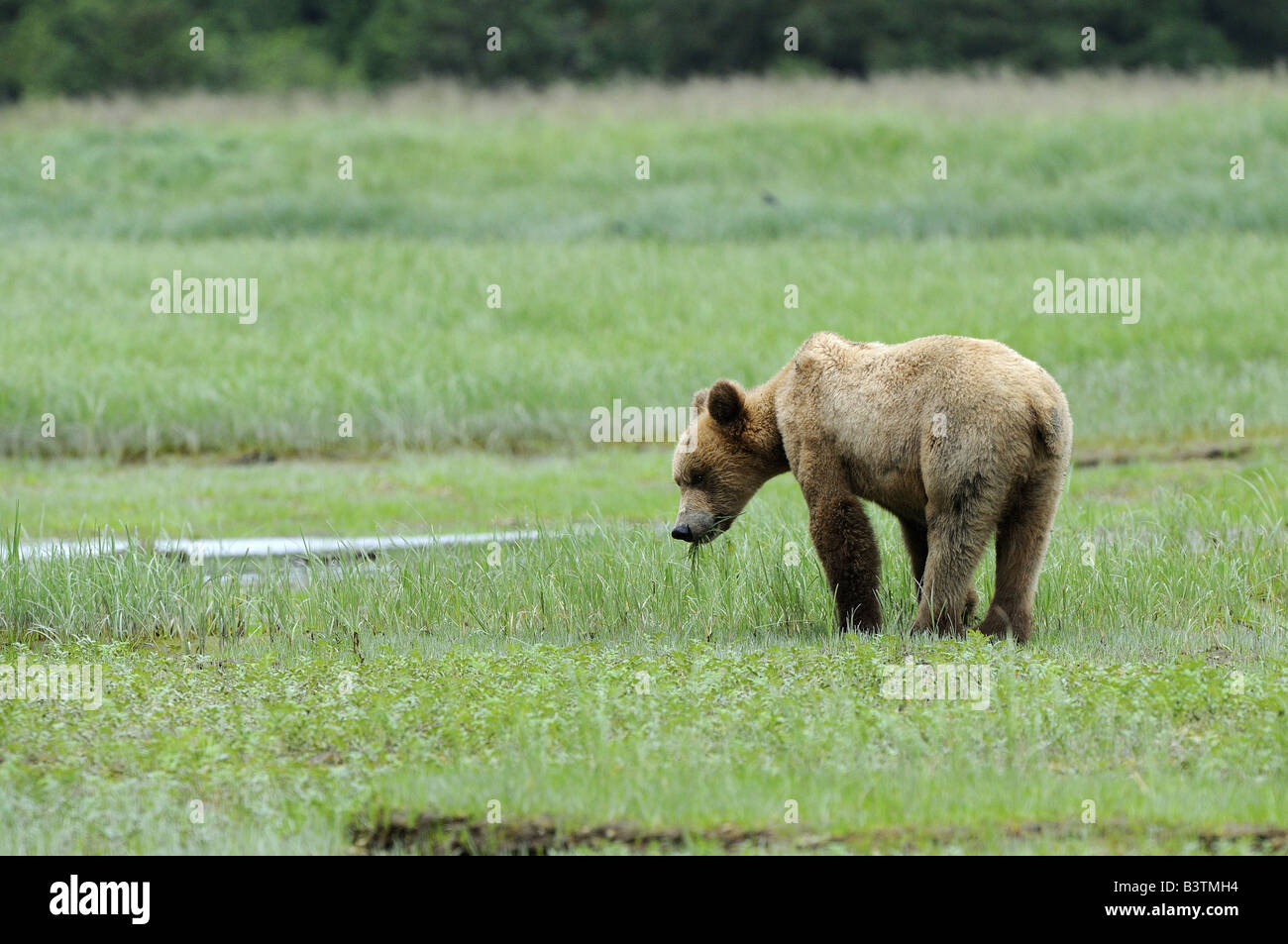 Grizzly or Brown Bear Ursus arctos juvenile feeding on sedge grass ...