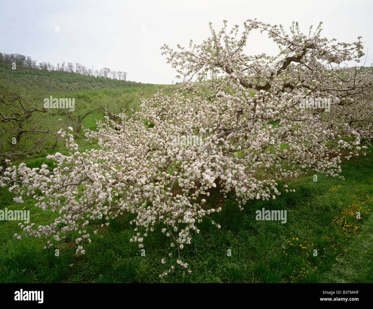 APPLE TREE IN SPRING BLOOM, PETERS ORCHARDS; THERE ARE 20,000+ ACRES OF ...