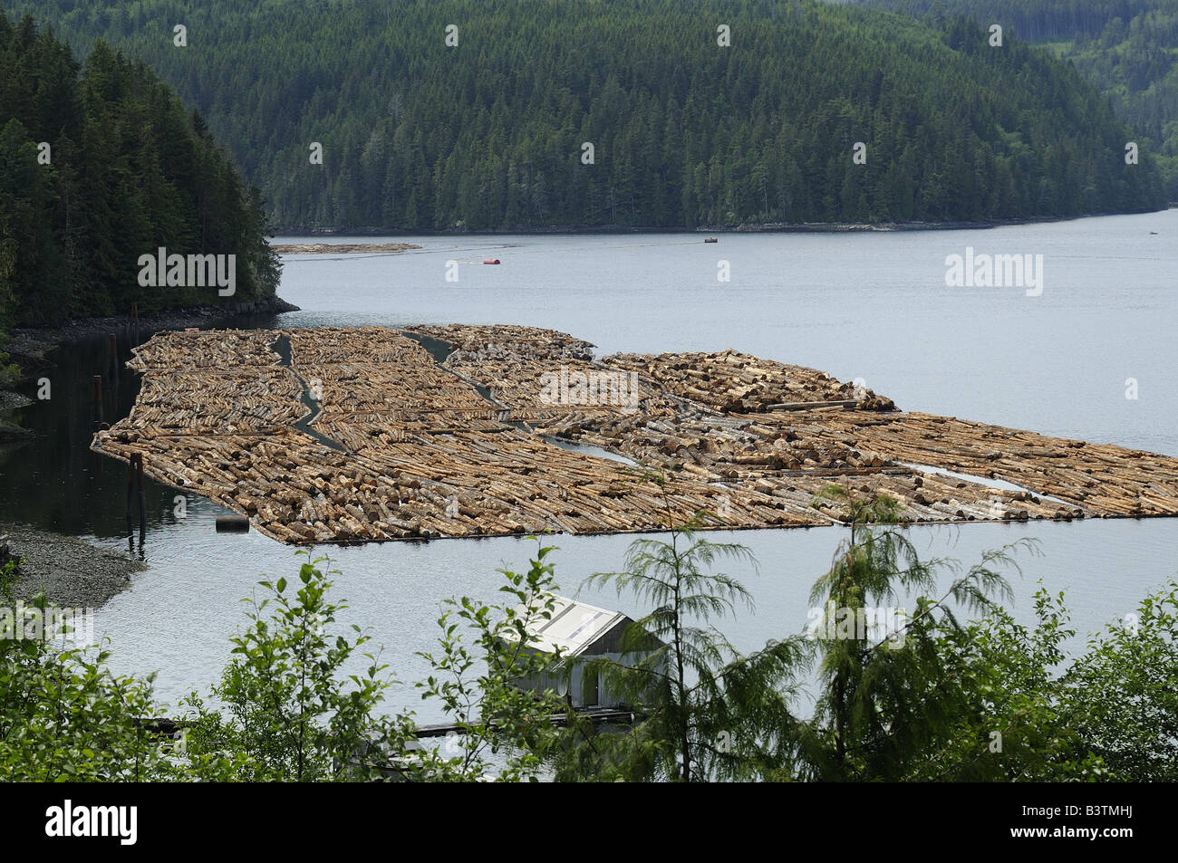 Logging activity British Colombia Canada mass of floating tree trunks ...