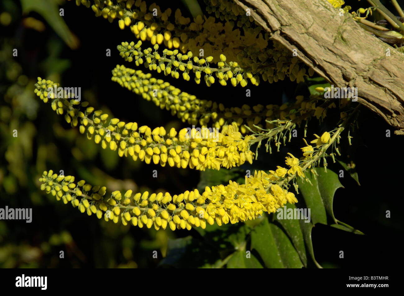 Mahonia species showing flower spike Berberidaceae Stock Photo - Alamy
