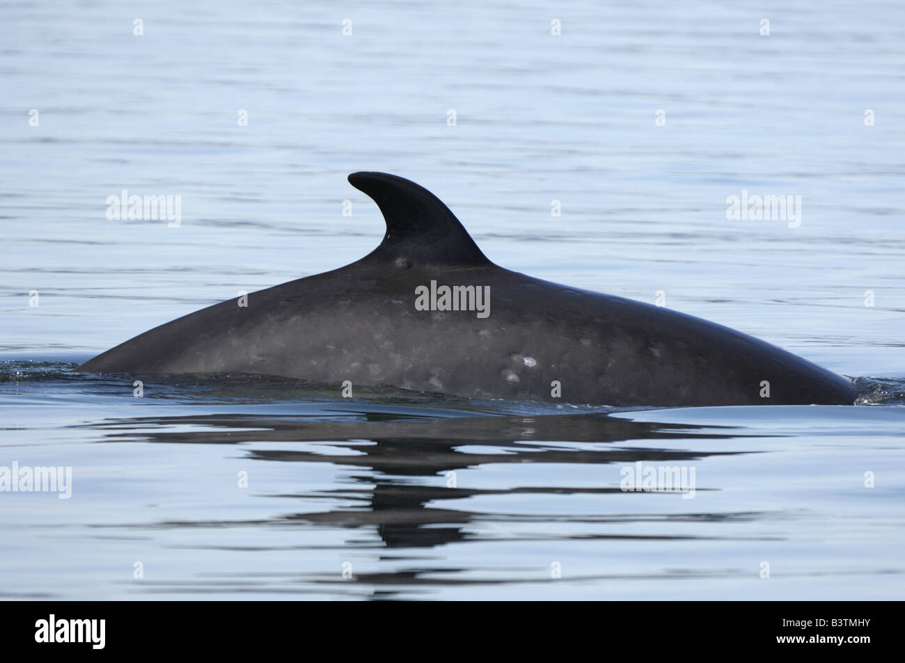 Minke Whale Balaenoptera acutrostrata at surface showing dorsal fin ...