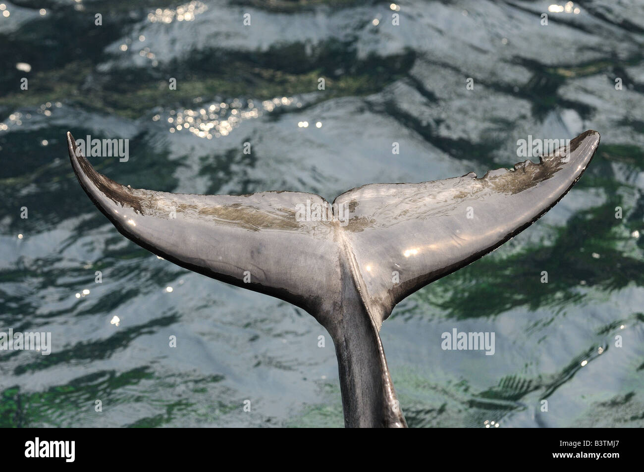 Atlantic White Sided Dolphin Tail