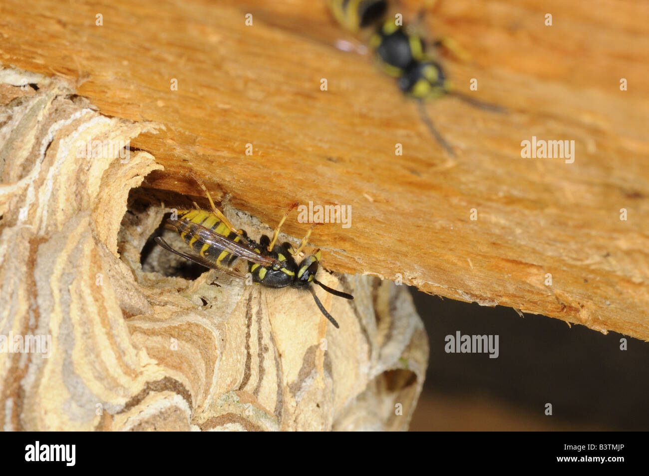 Common Wasp Vespula vulgaris at entrance to nest Oxfordshire UK Stock ...