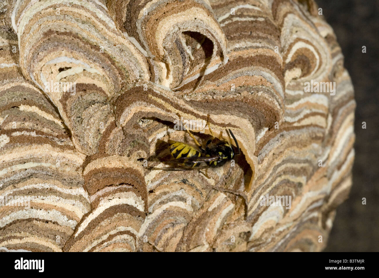 Common Wasp Vespula vulgaris building nest Oxfordshire UK Stock Photo ...