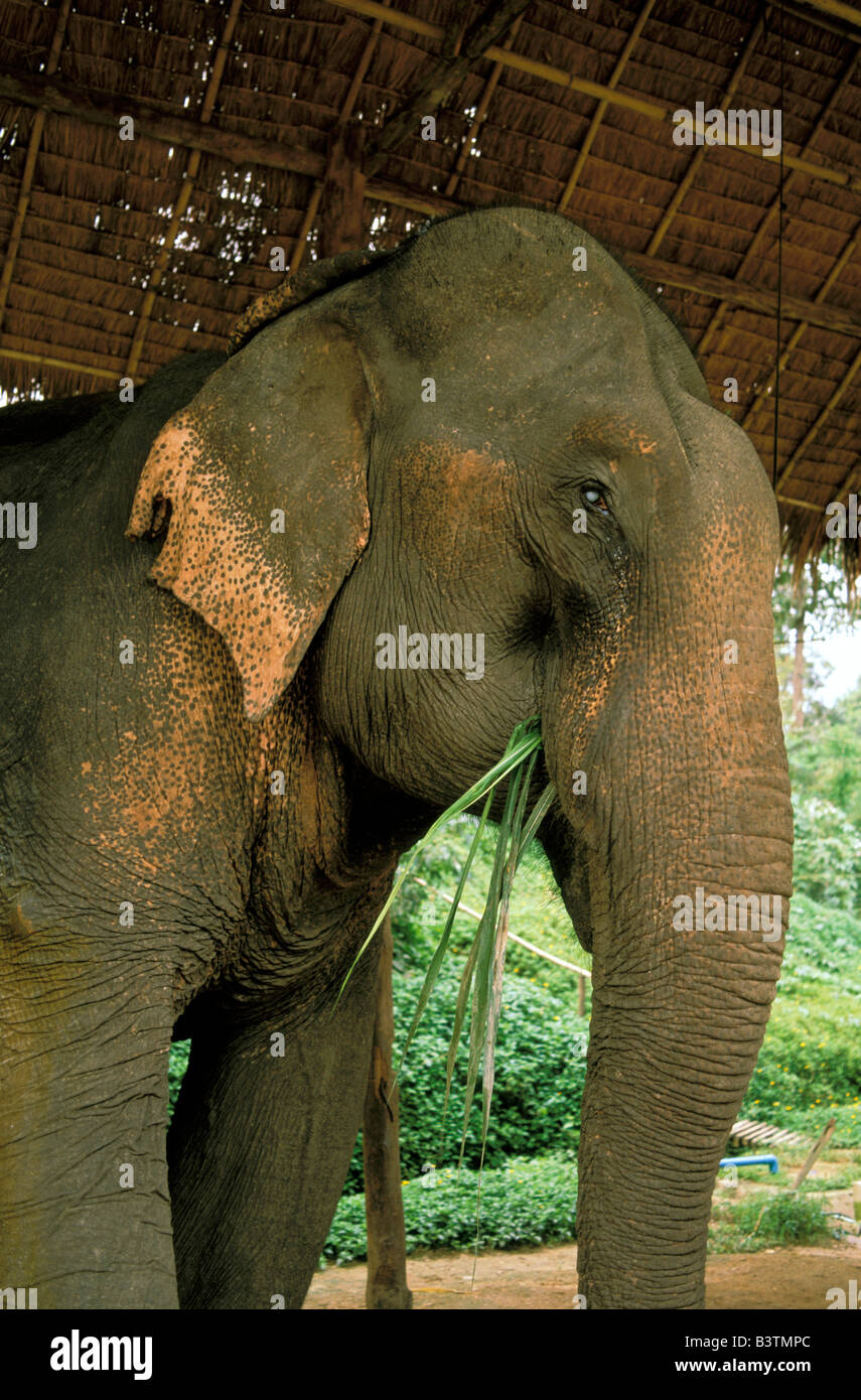 Asia, Thailand, Lampang. Elephant Conservation Center, elephant with ...