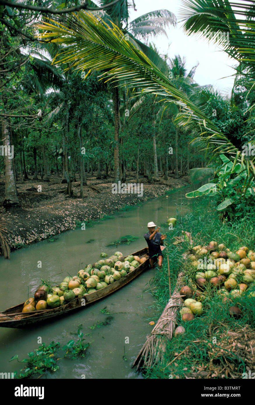 Asia, Thailand. Gathering coconuts Stock Photo - Alamy
