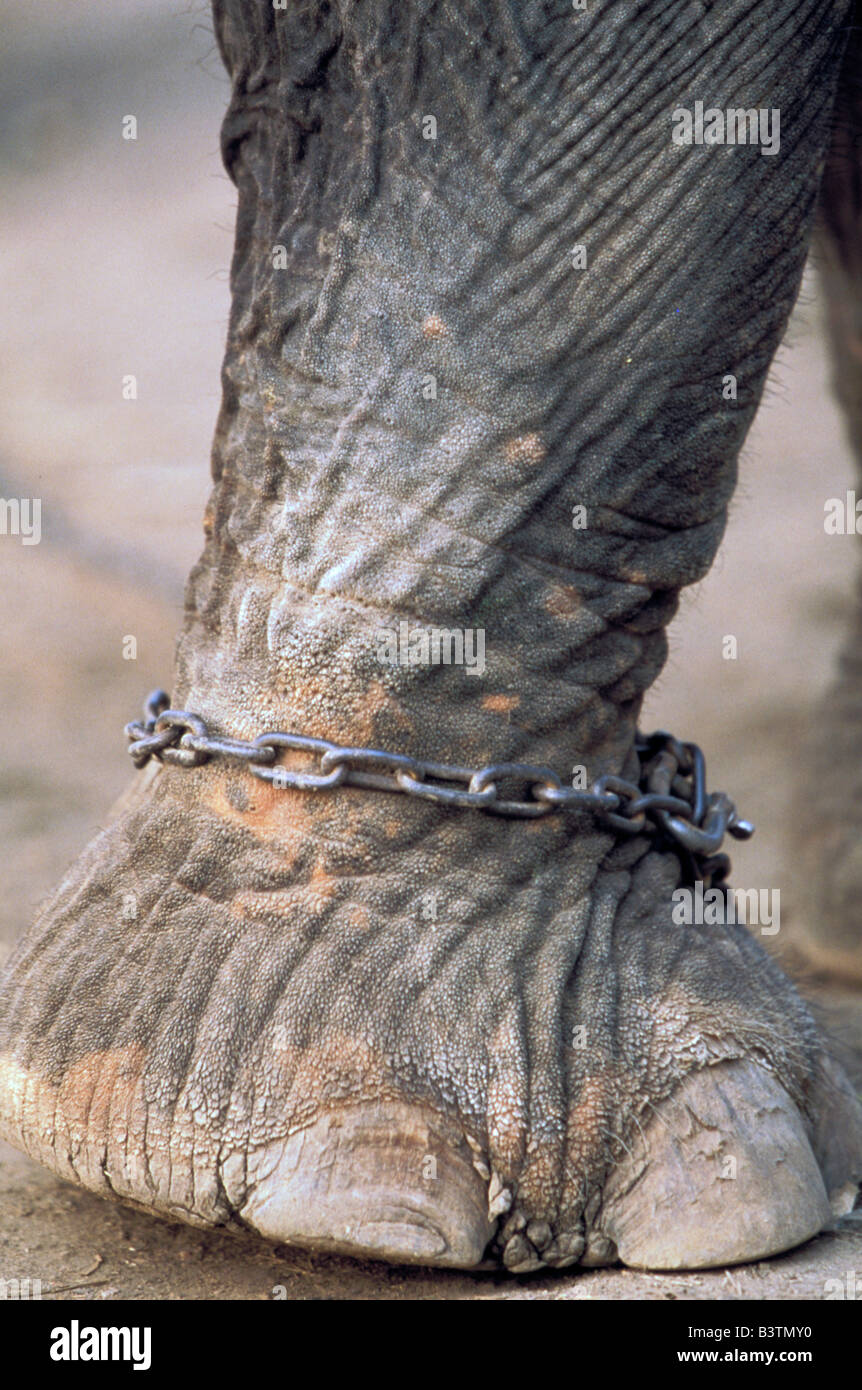Thailand. Elephant on chain Stock Photo - Alamy