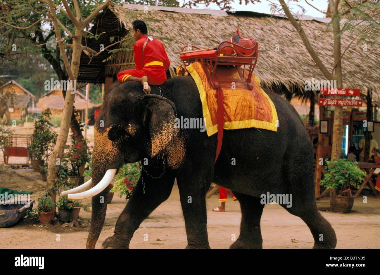 Thailand, Ayuthaya. Mahout and elephant Stock Photo - Alamy