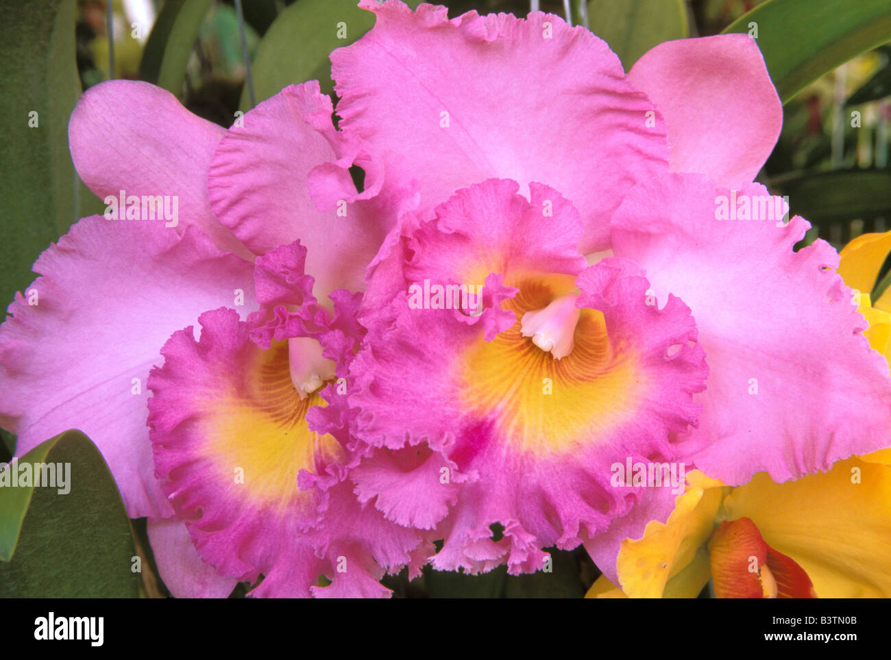 Bangkok orchid hi-res stock photography and images - Alamy
