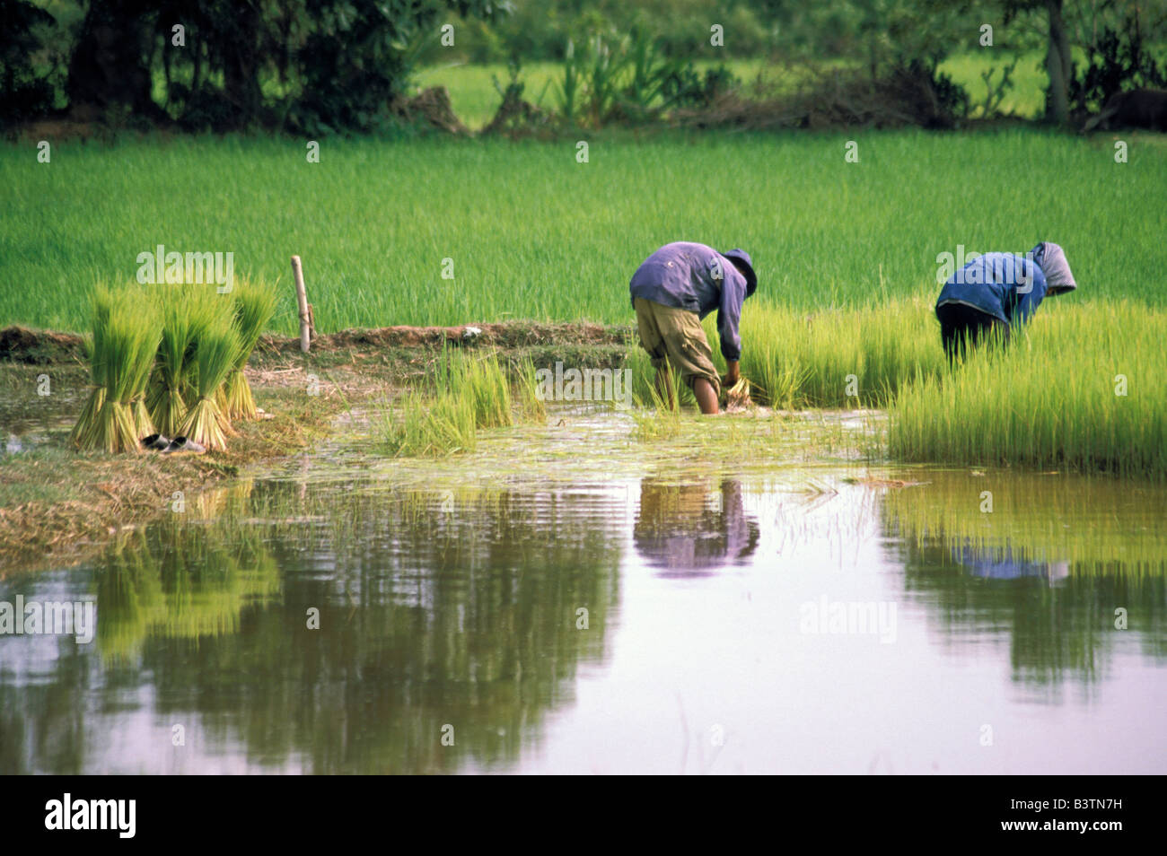 Asia, Cambodia. Rice paddy farmers Stock Photo - Alamy