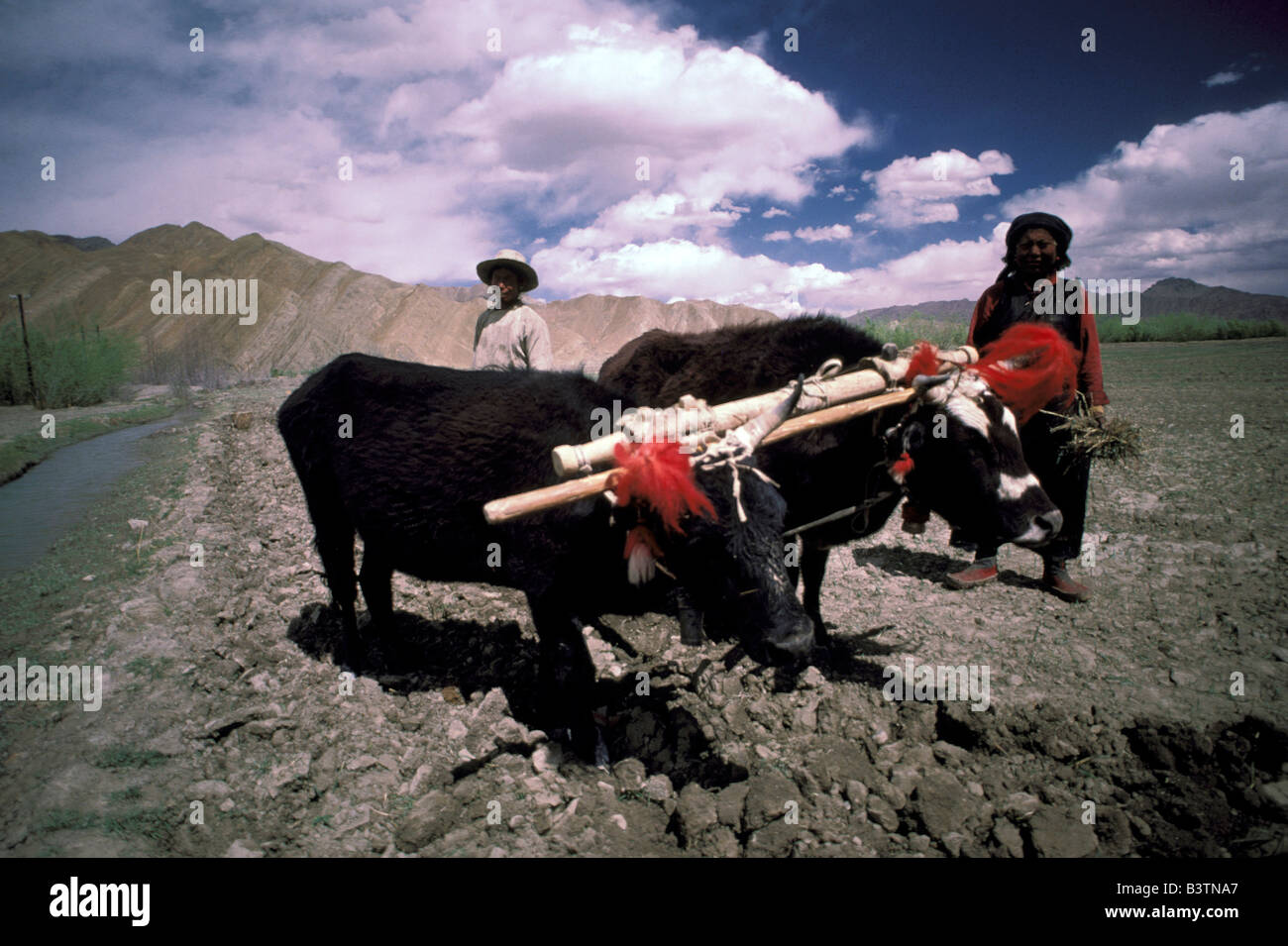 Tibet. Farming with yaks Stock Photo - Alamy