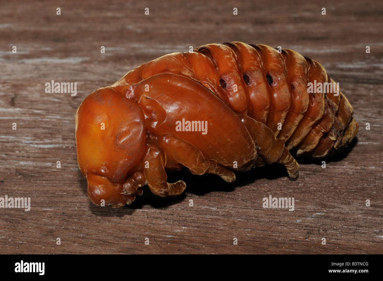 Beetle pupa hi-res stock photography and images - Alamy