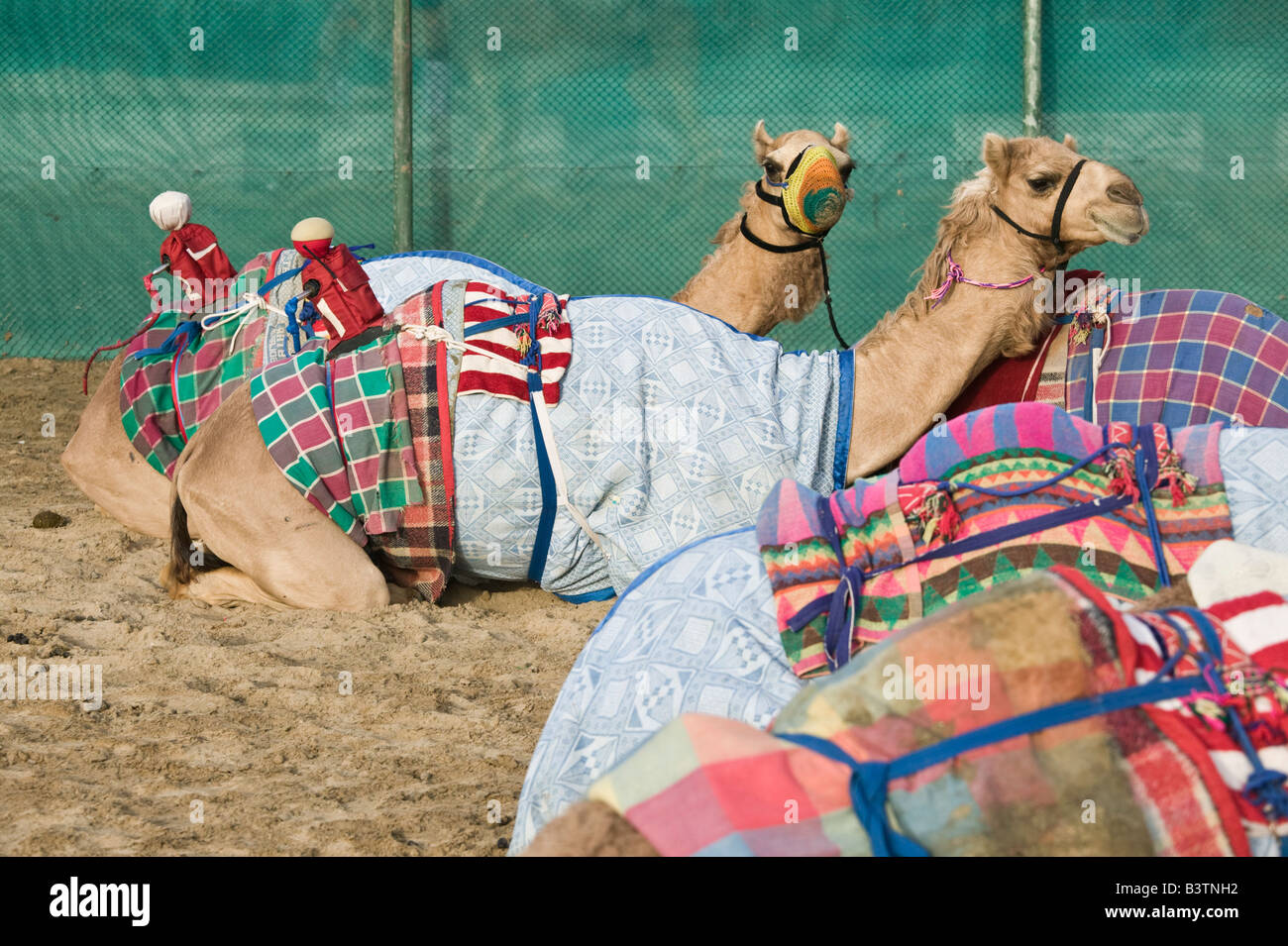 United Arab Emirates, Dubai, Al Marqadh. Dubai Camel Racing Track ...
