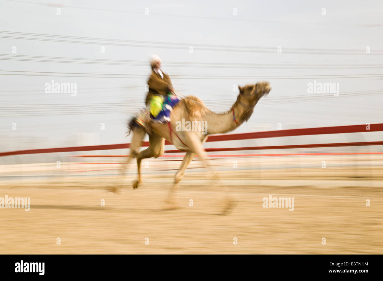 Uae dubai al marqadh dubai camel hi-res stock photography and images ...