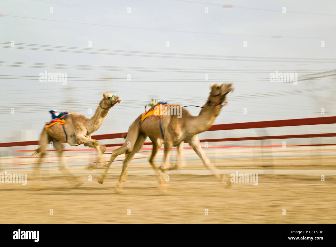 United Arab Emirates, Dubai, Al Marqadh. Dubai Camel Racing Track ...