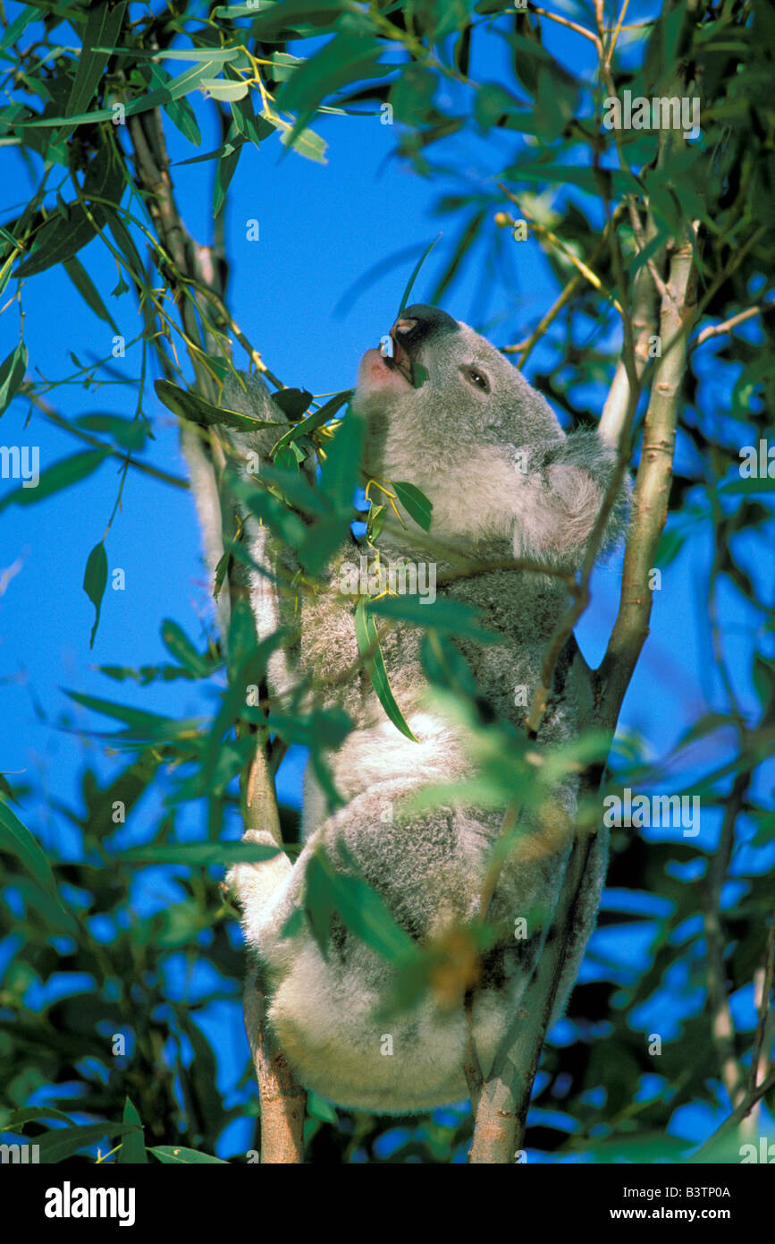 Koala eating eucalyptus leaves hi-res stock photography and images - Alamy