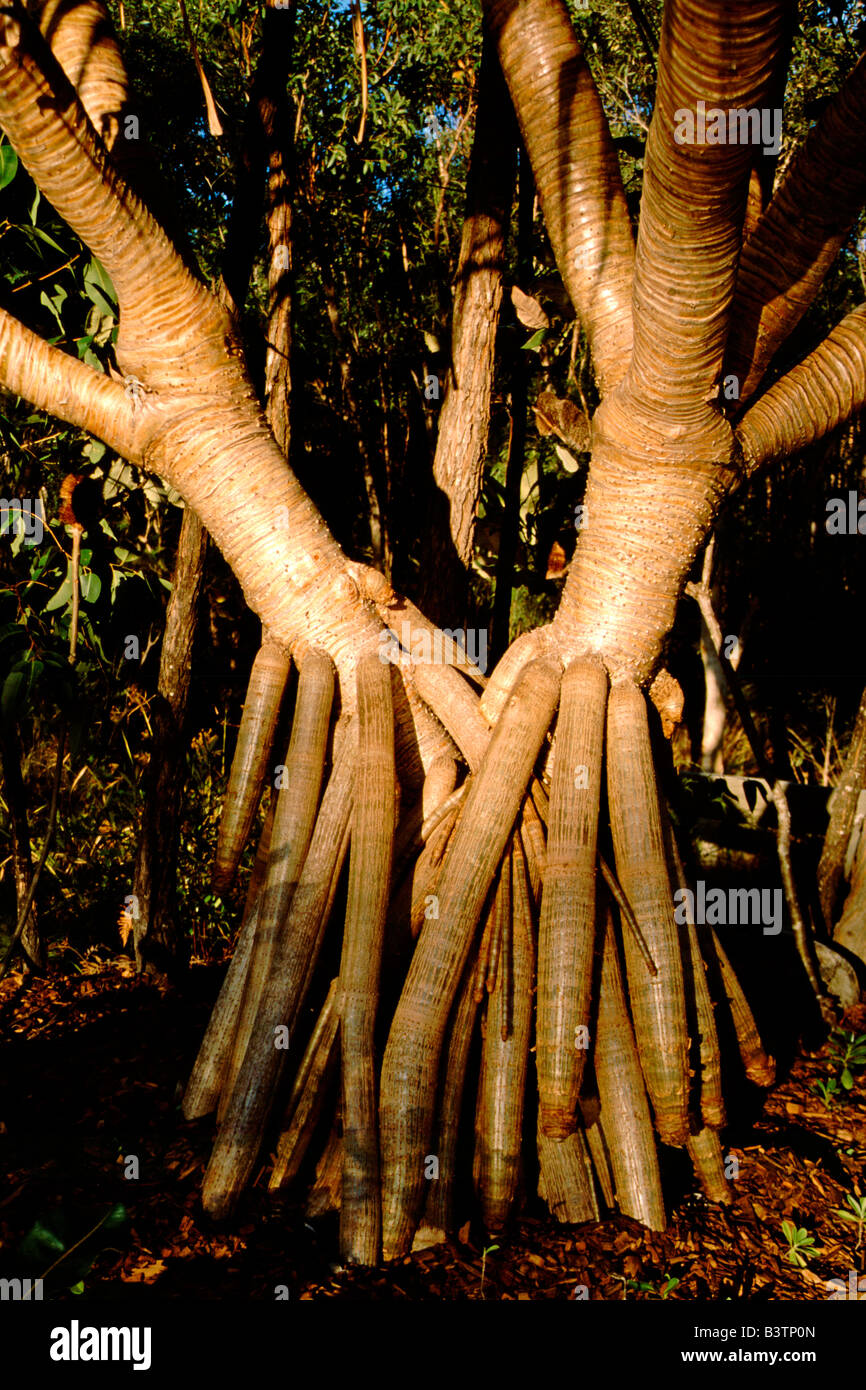 Sightseeing fraser island hi-res stock photography and images - Alamy