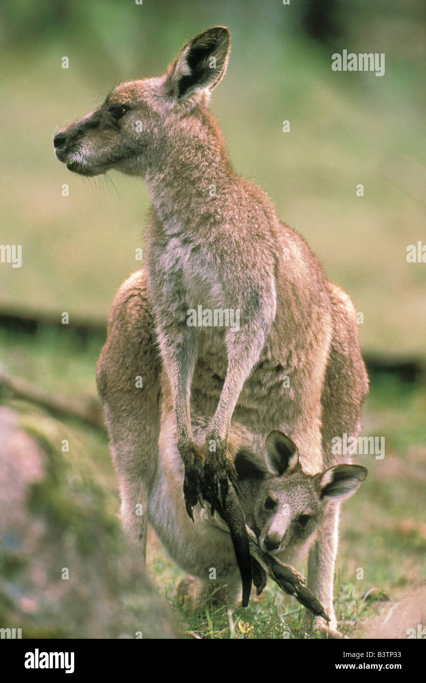 Kangaroo Behavior High Resolution Stock Photography and Images - Alamy