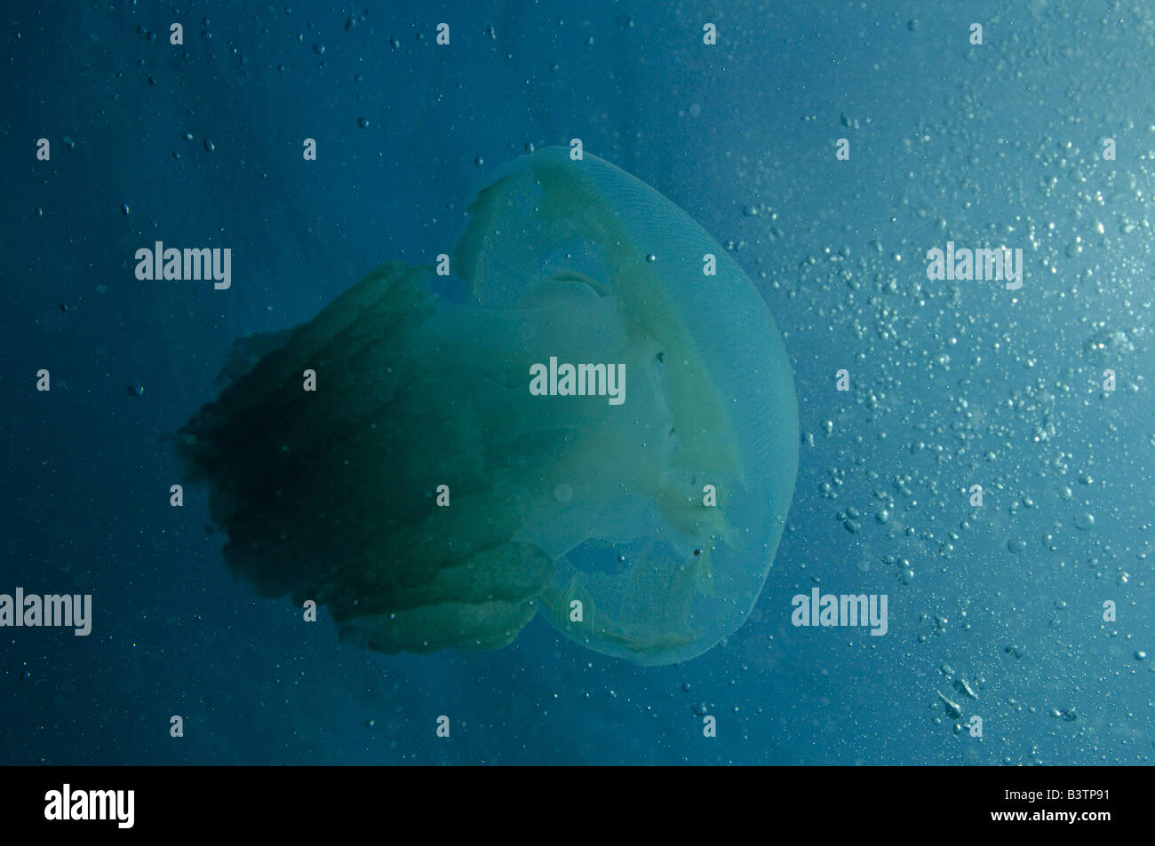 Blue Blubber Jellyfish (Castostylus mosaicus) on the beach of North ...