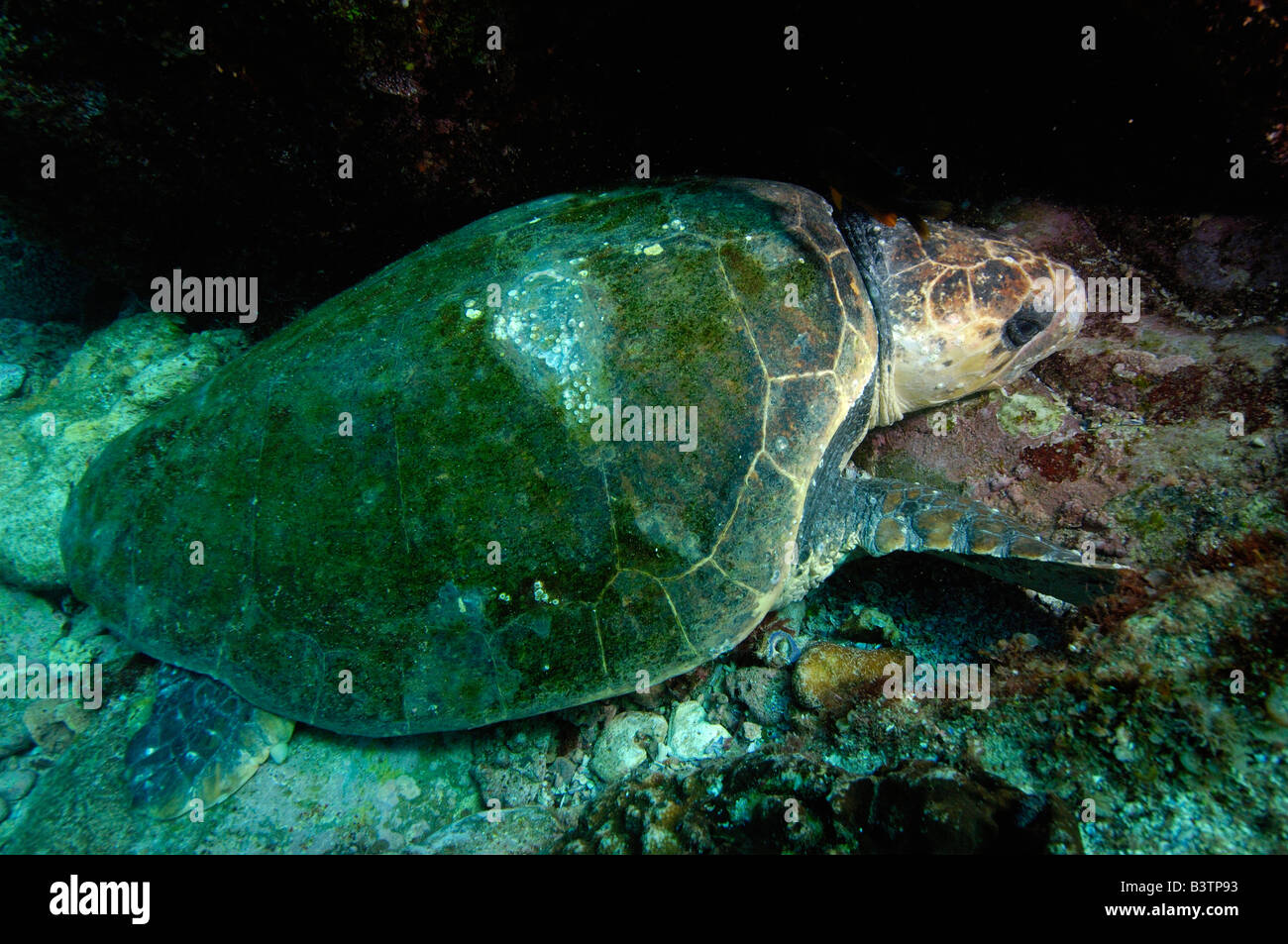 Loggerhead Turtle (Caretta caretta) off of North Stradbroke Island ...
