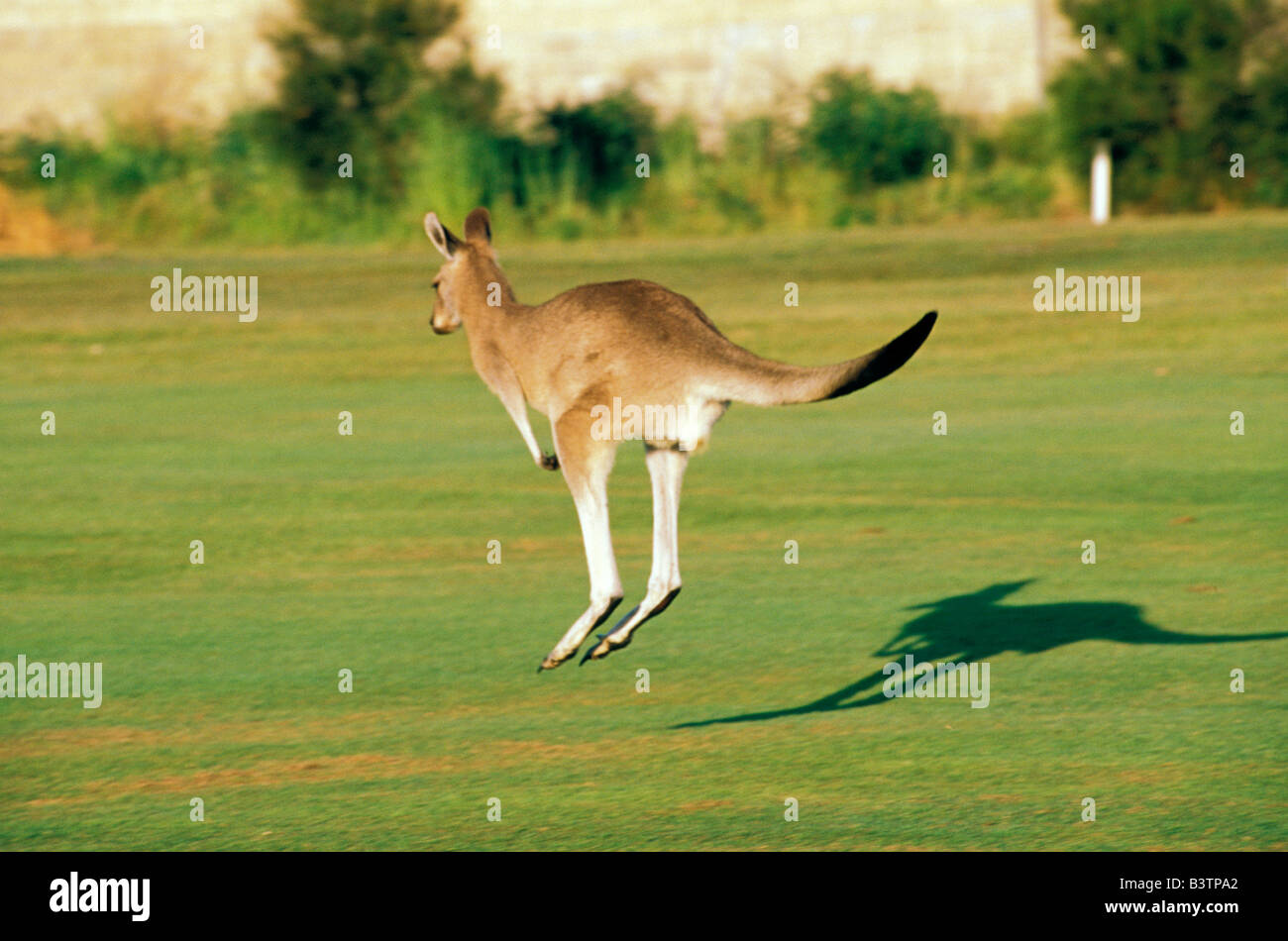 Australia, Yamba. Yamba Golf Course, Eastern Grey Kangaroo Stock Photo ...