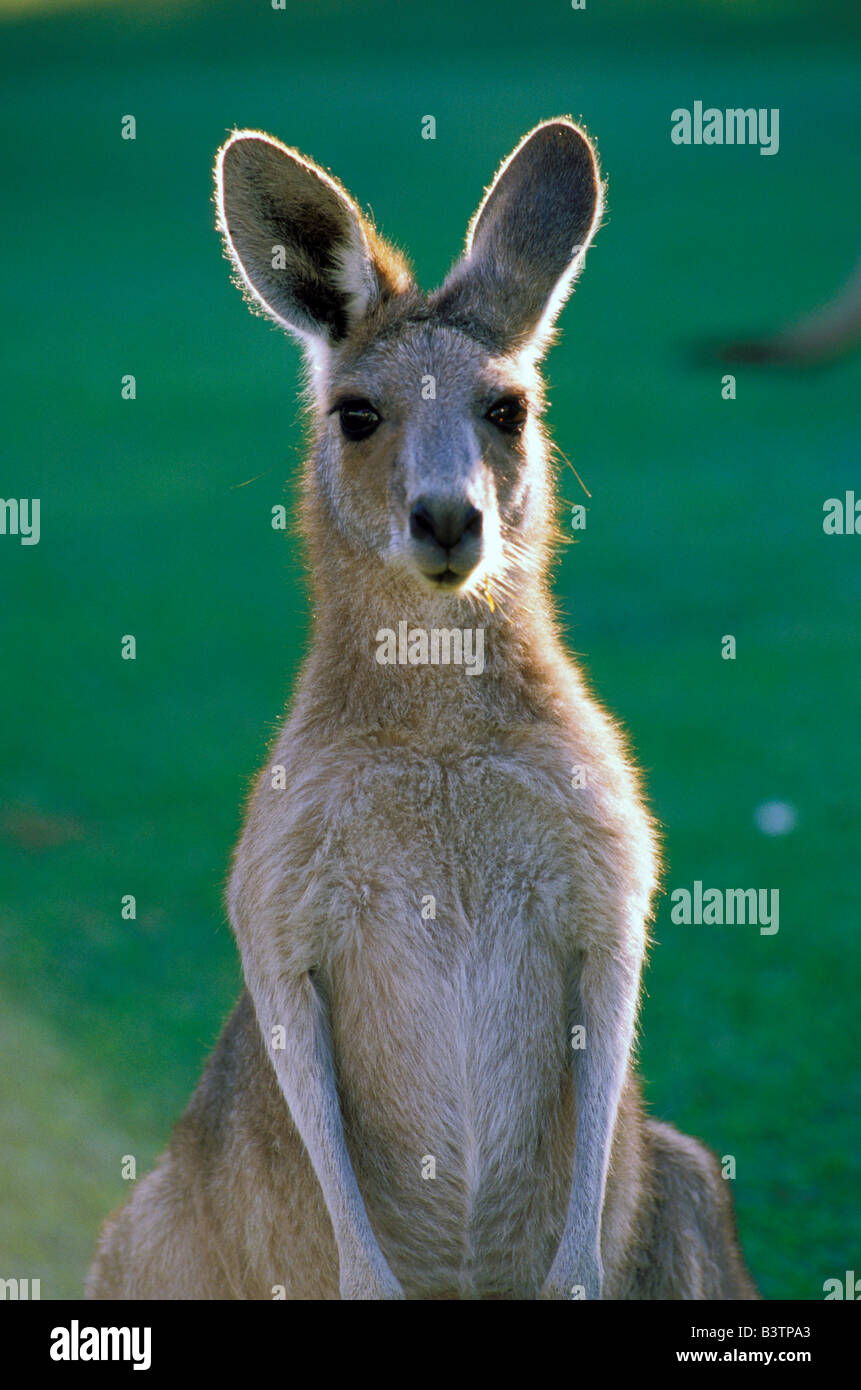 Kenguru Pose Page 5 | Majestic Kangaroo Pose Images Free Download On