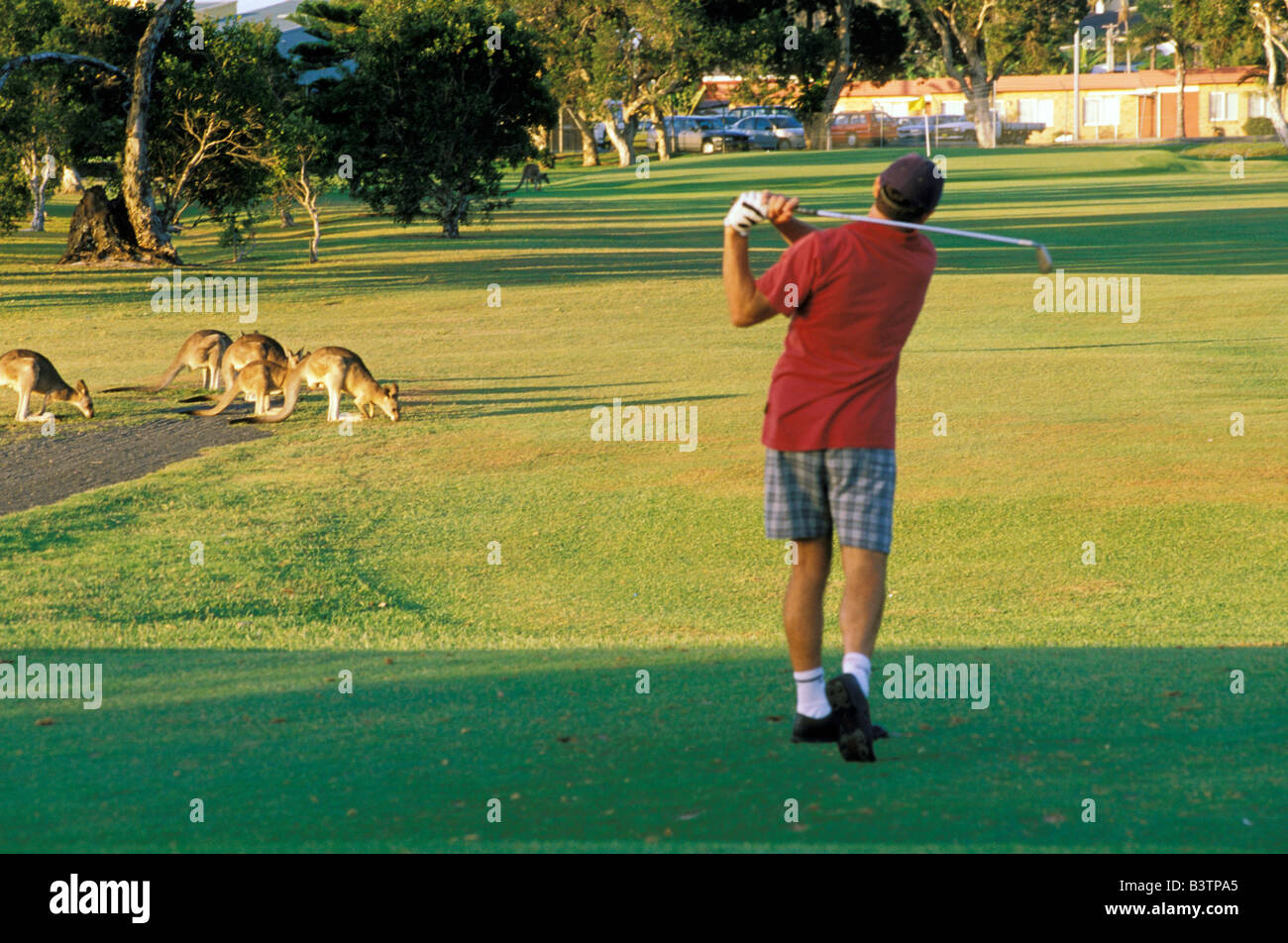 Australia, Yamba. Yamba Golf Course, Eastern Grey Kangaroos Stock Photo ...