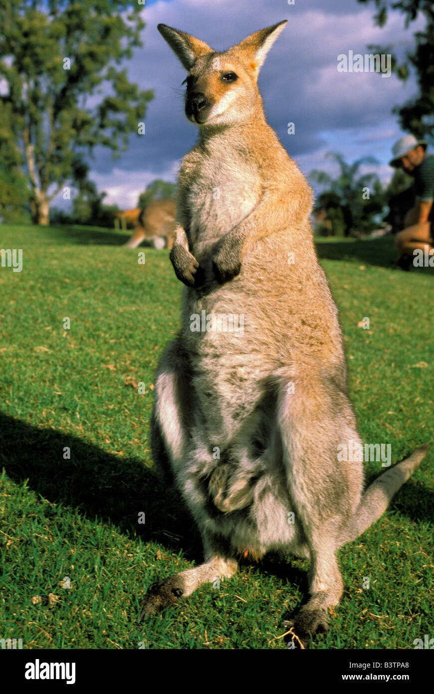 Kangaroo Close Up High Resolution Stock Photography and Images - Alamy