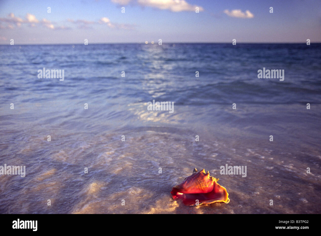 Conch Shell on the beach on Grand Bahama Island, Bahamas Stock Photo ...