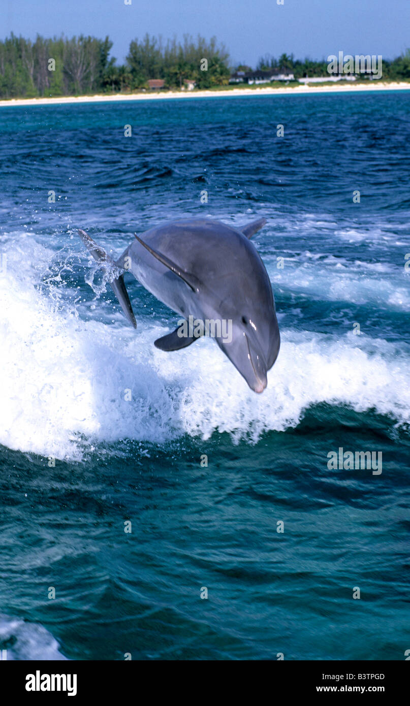 Dolphin jumping, Grand Bahama, Bahamas Stock Photo - Alamy