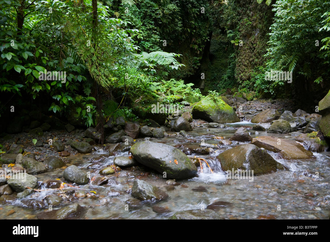 MARTINIQUE. French Antilles. West Indies. Falaise River emerges from ...