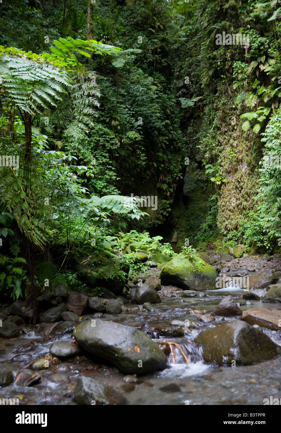 MARTINIQUE. French Antilles. West Indies. Falaise River emerges from ...