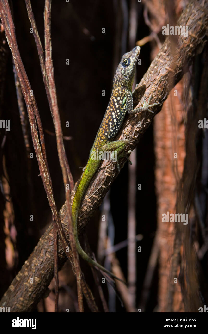 Martinique ecology hi-res stock photography and images - Alamy