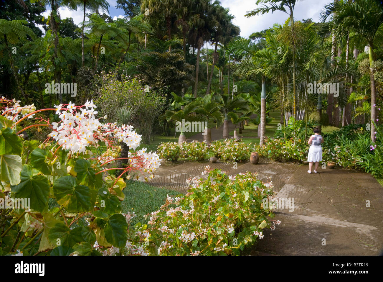 Balata tree hi-res stock photography and images - Alamy