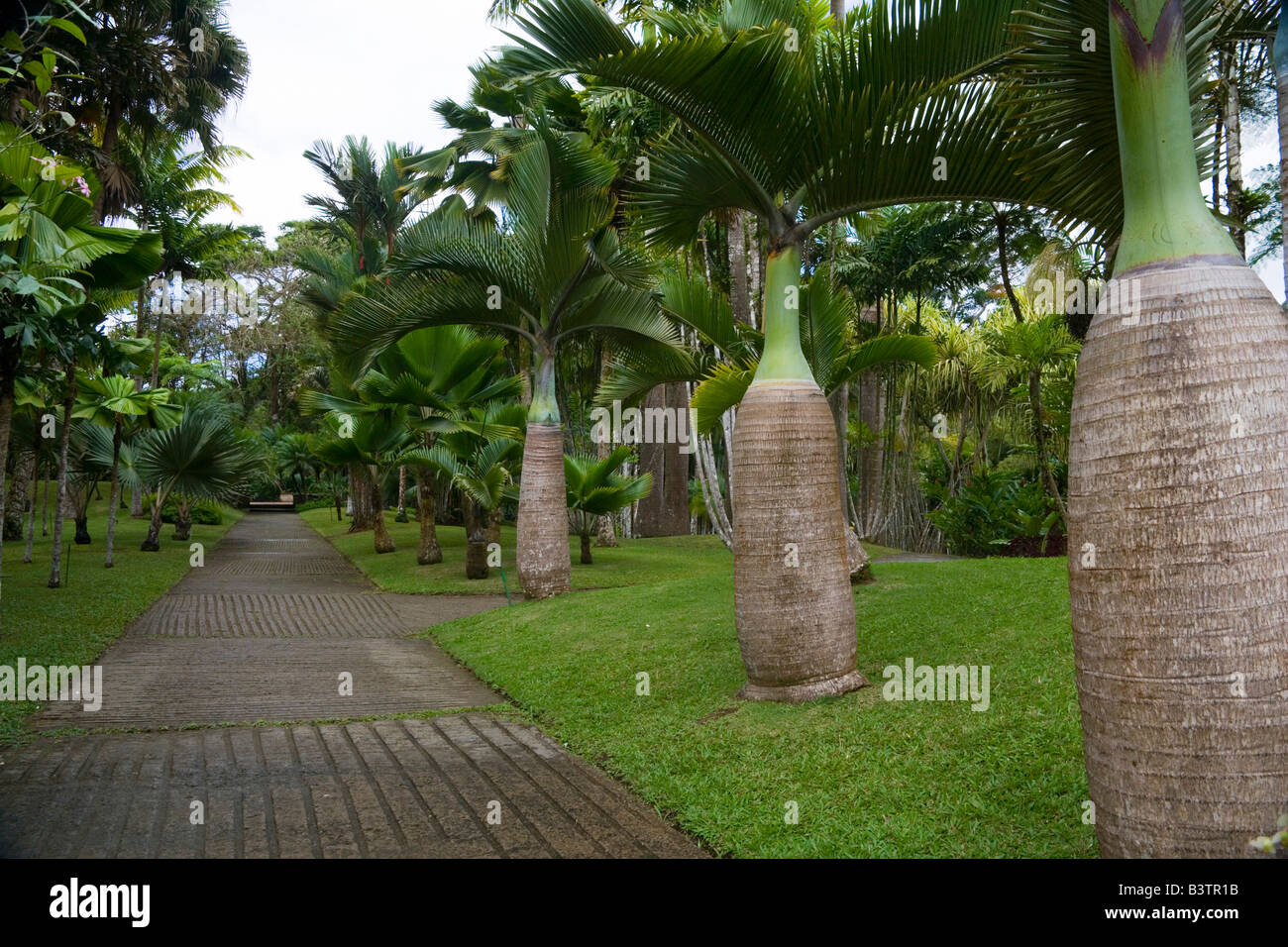 Martinique, French Antilles, West Indies, Walkway & palms at Jardin de ...