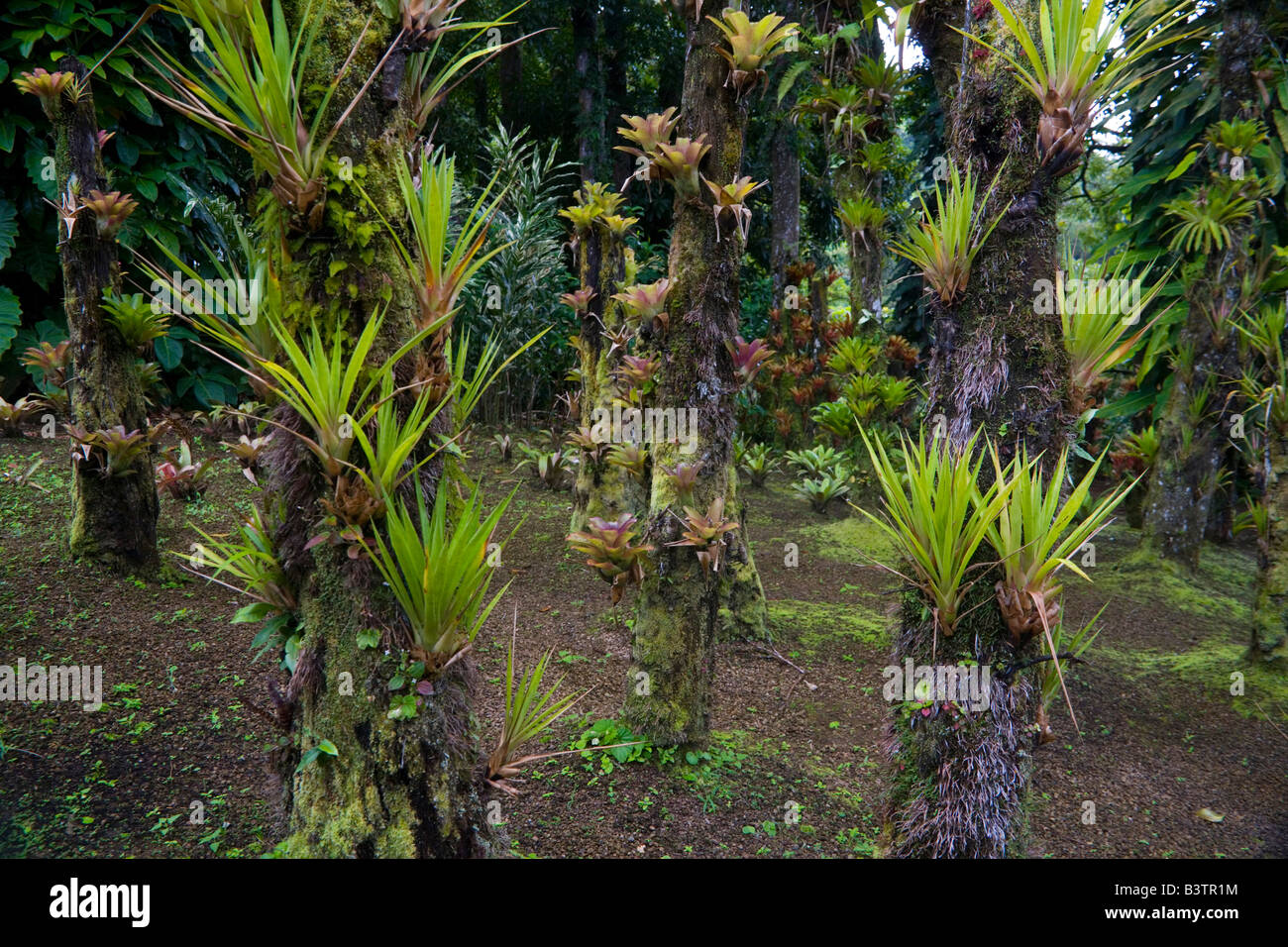 Balata tree hi-res stock photography and images - Alamy