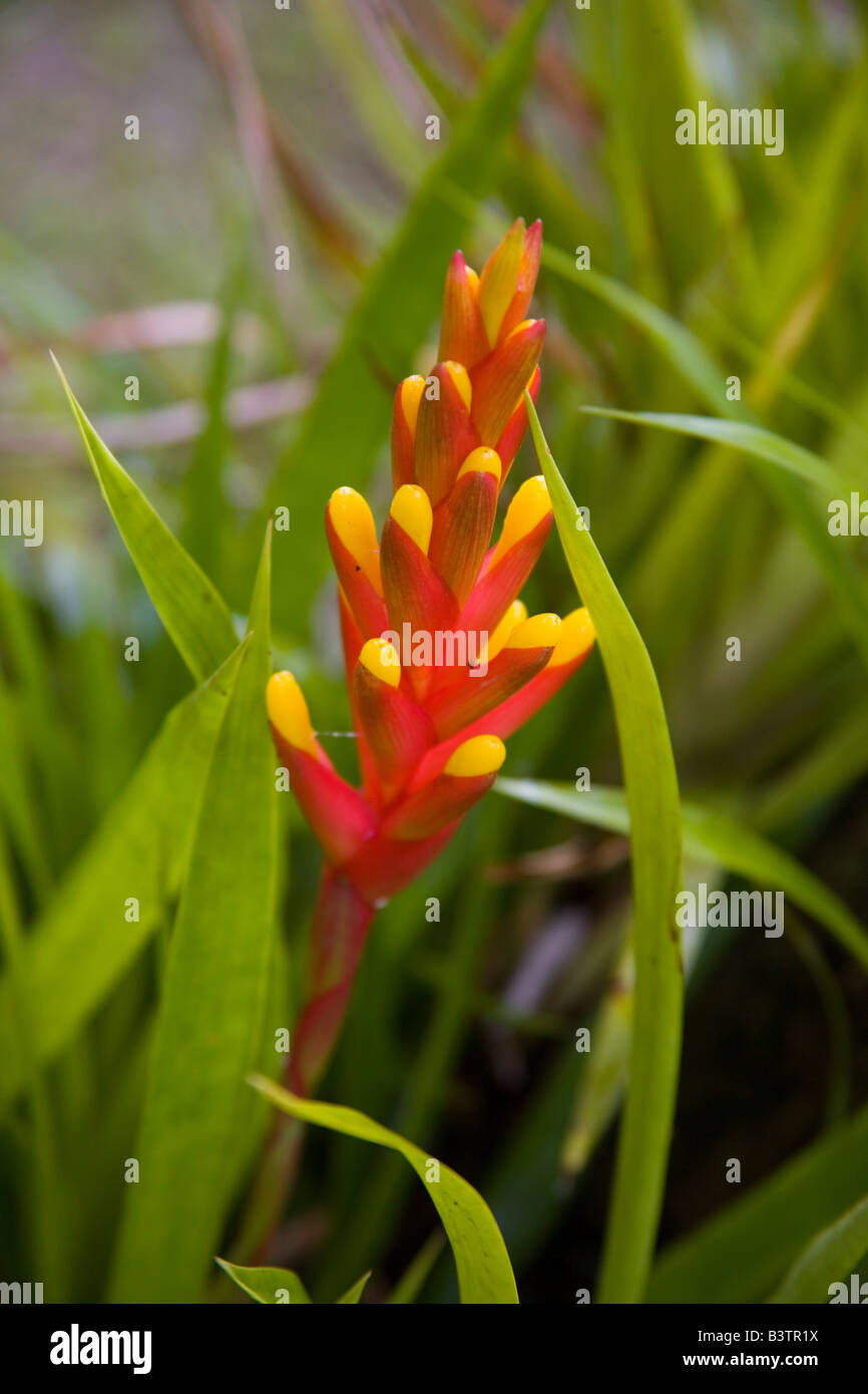 Martinique jardin de balata flower hi-res stock photography and images ...