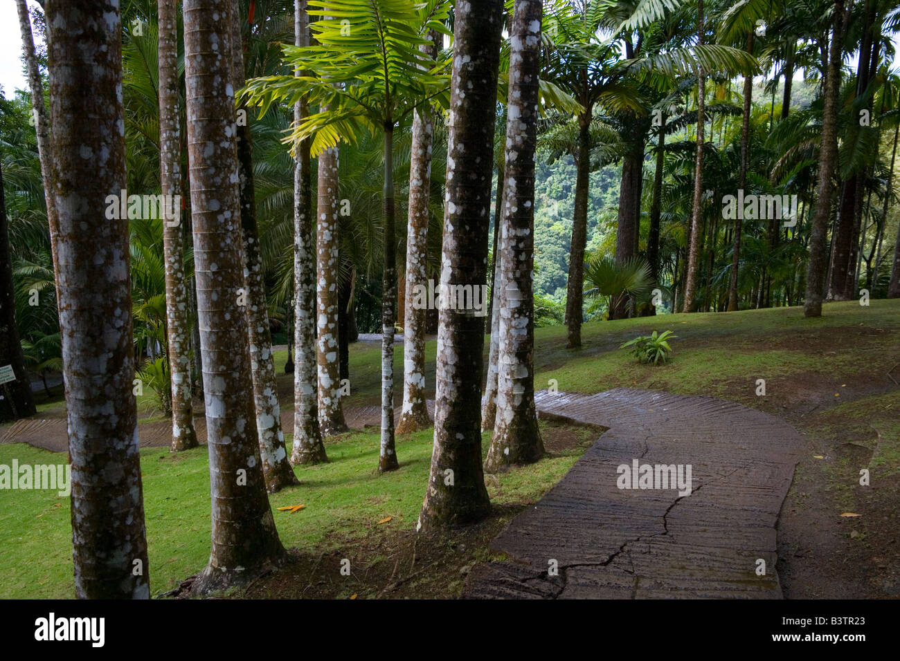 Martinique, French Antilles, West Indies, Walkway & palms at Jardin de ...