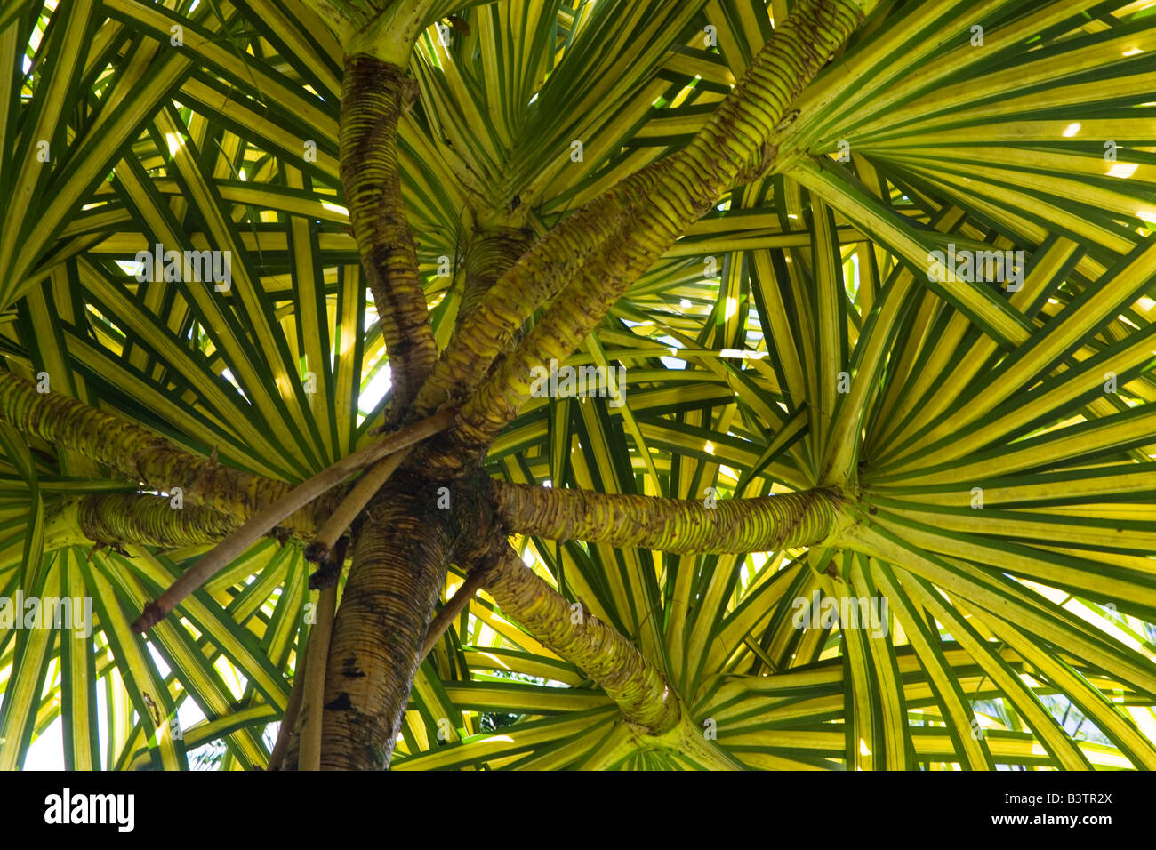 Martinique, French Antilles, West Indies, Pandanus tree at Jardin de ...