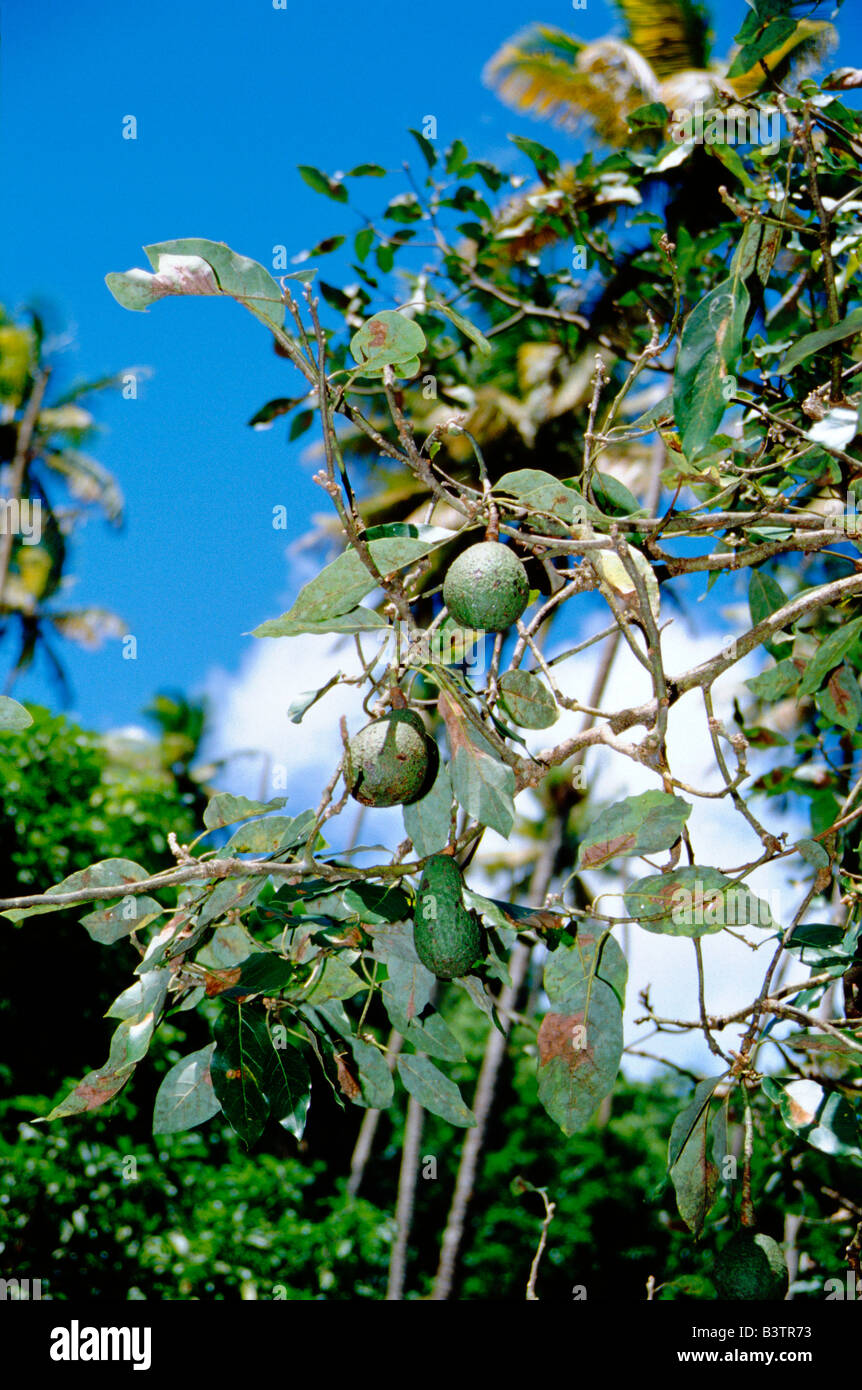 St lucia avocado tree blue sky fruit hi-res stock photography and ...