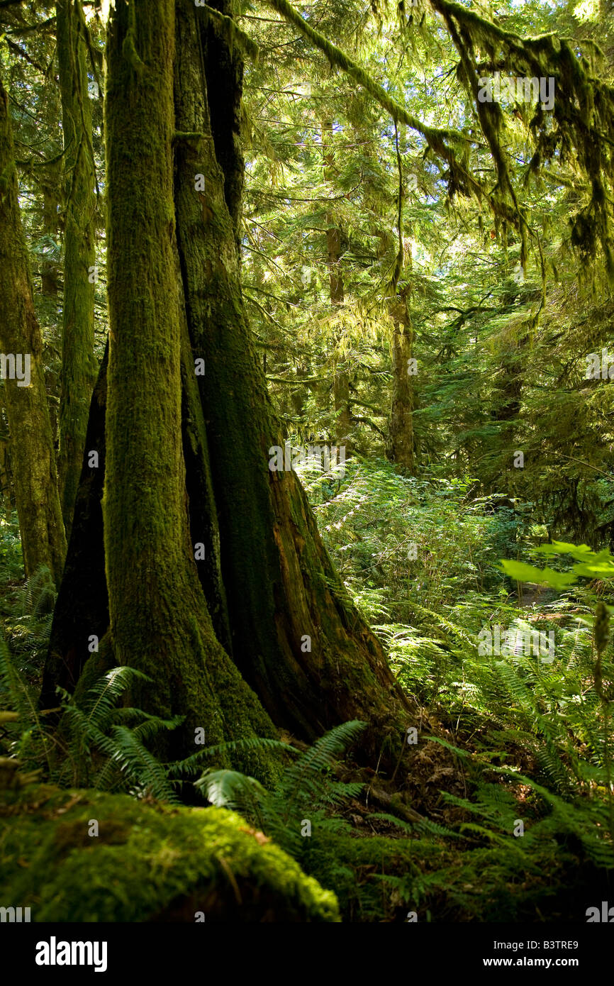 Temperate rain forest, Gibsons, BC, Canada Stock Photo - Alamy